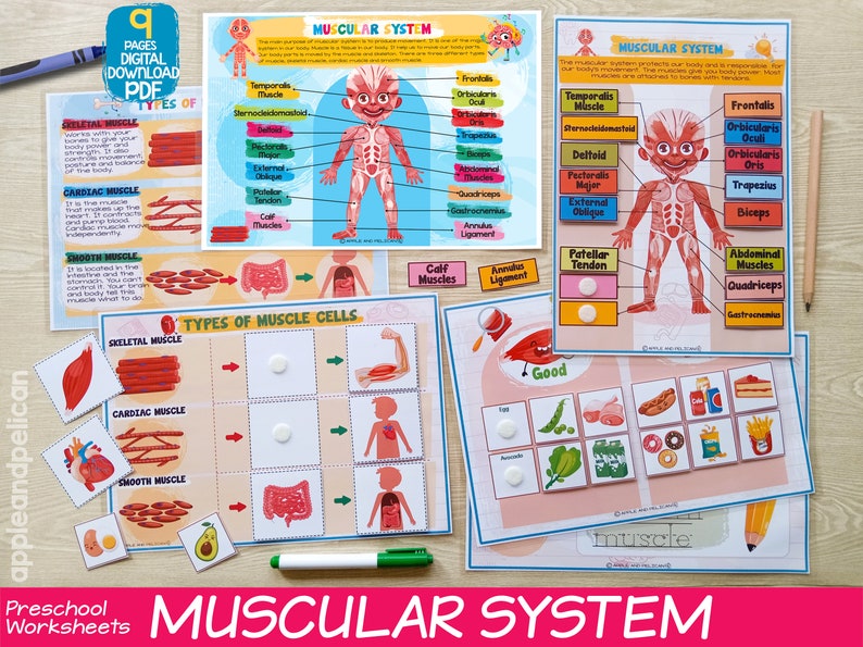 Muscular System Kids Learning Activity Human Anatomy Learning Binder ...