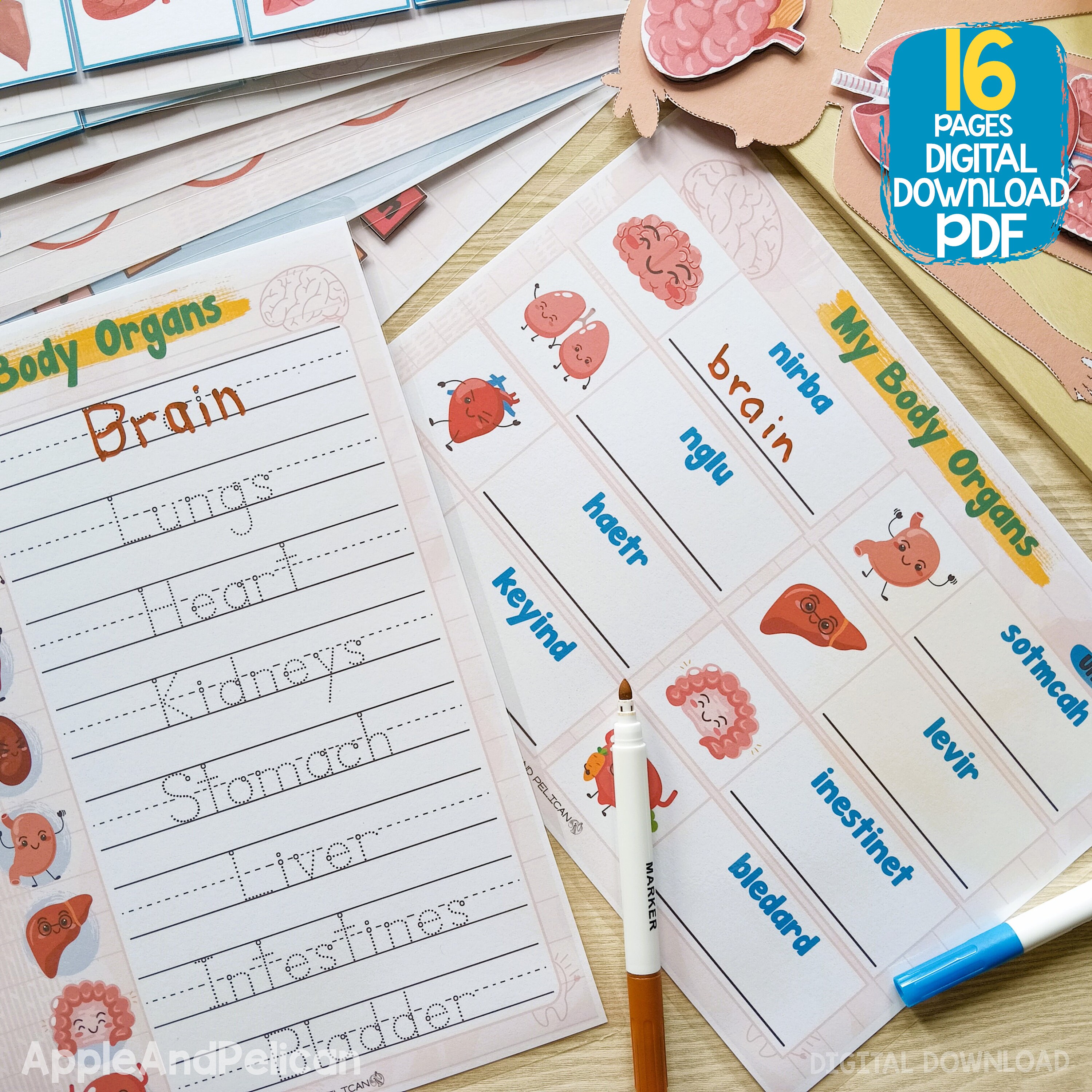 Human Anatomy Activity Unit, Printable Human Body Organ Matching ...