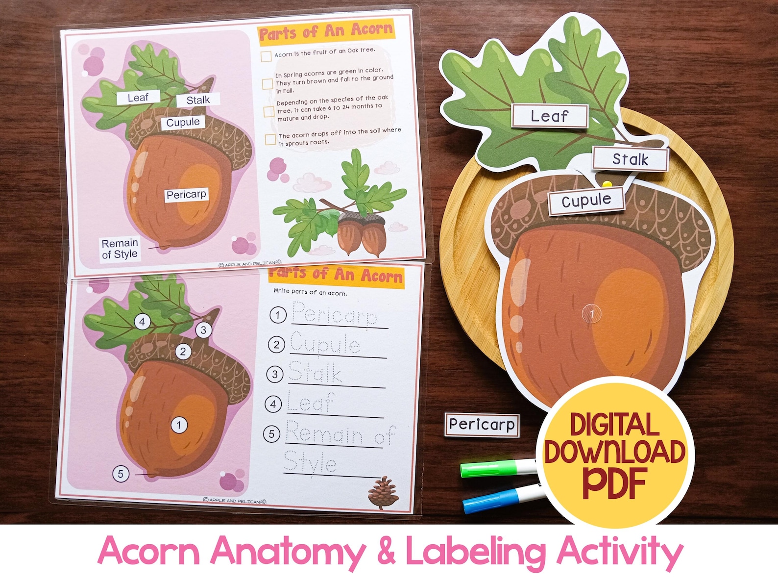 Acorn Anatomy Labeling Activity, Preschool Activity, Fall Activity ...