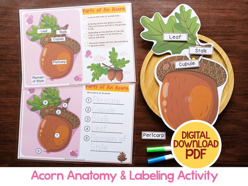 Acorn Anatomy Labeling Activity, Preschool Fall Activity, Parts of an ...