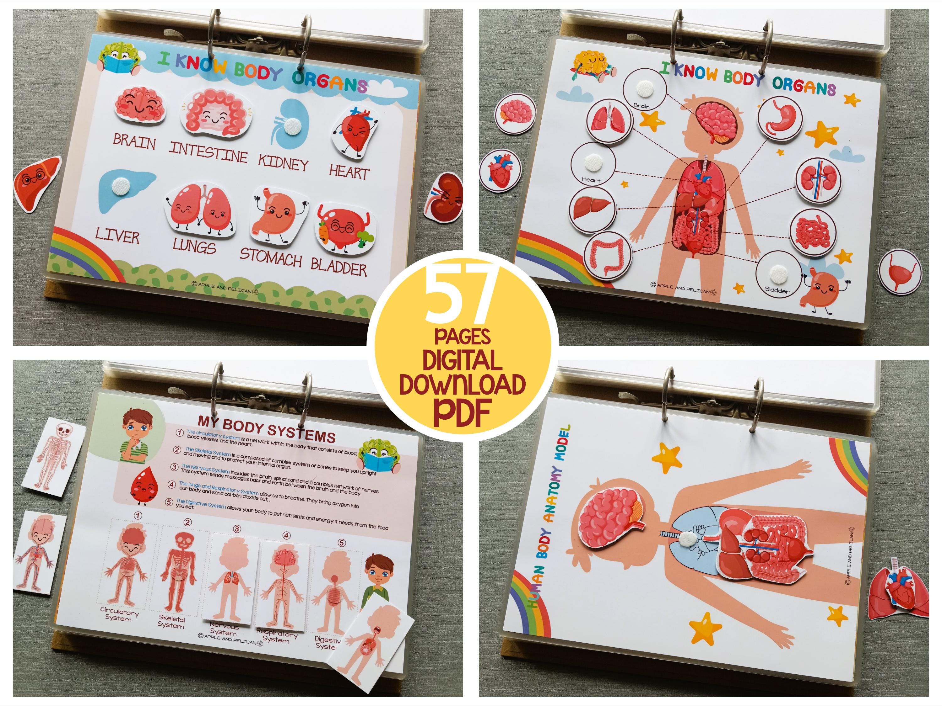 My Body Busy Book, Toddler Learning Binder, Human Body Anatomy Activity ...