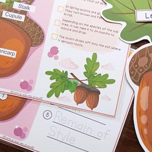 Acorn Anatomy Labeling Activity, Preschool Activity, Fall Activity ...