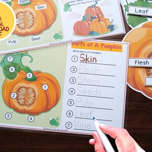 Pumpkin Anatomy Labeling Activity, Preschool Activity, Fall Activity ...