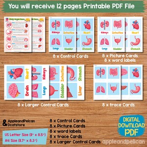 Human Organ Flashcards for Kids, Printable Preschool Fun Facts, Toddler ...