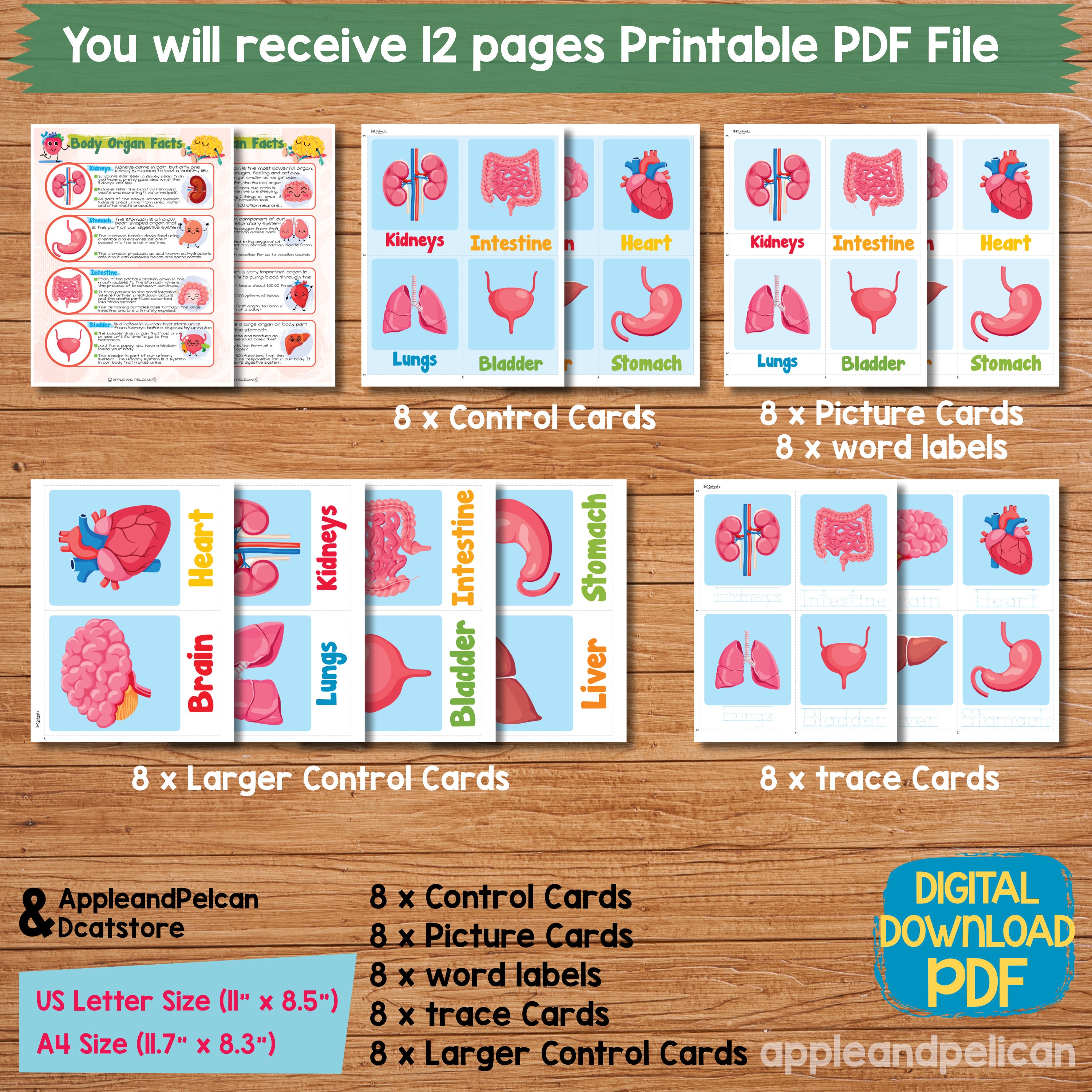 Human Organ Flashcards for Kids, Human Organ Fun Facts Preschool ...