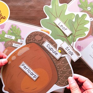 Acorn Anatomy Labeling Activity, Preschool Fall Activity, Parts of an ...