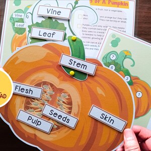 Pumpkin Anatomy Labeling Activity, Preschool Activity, Fall Activity ...
