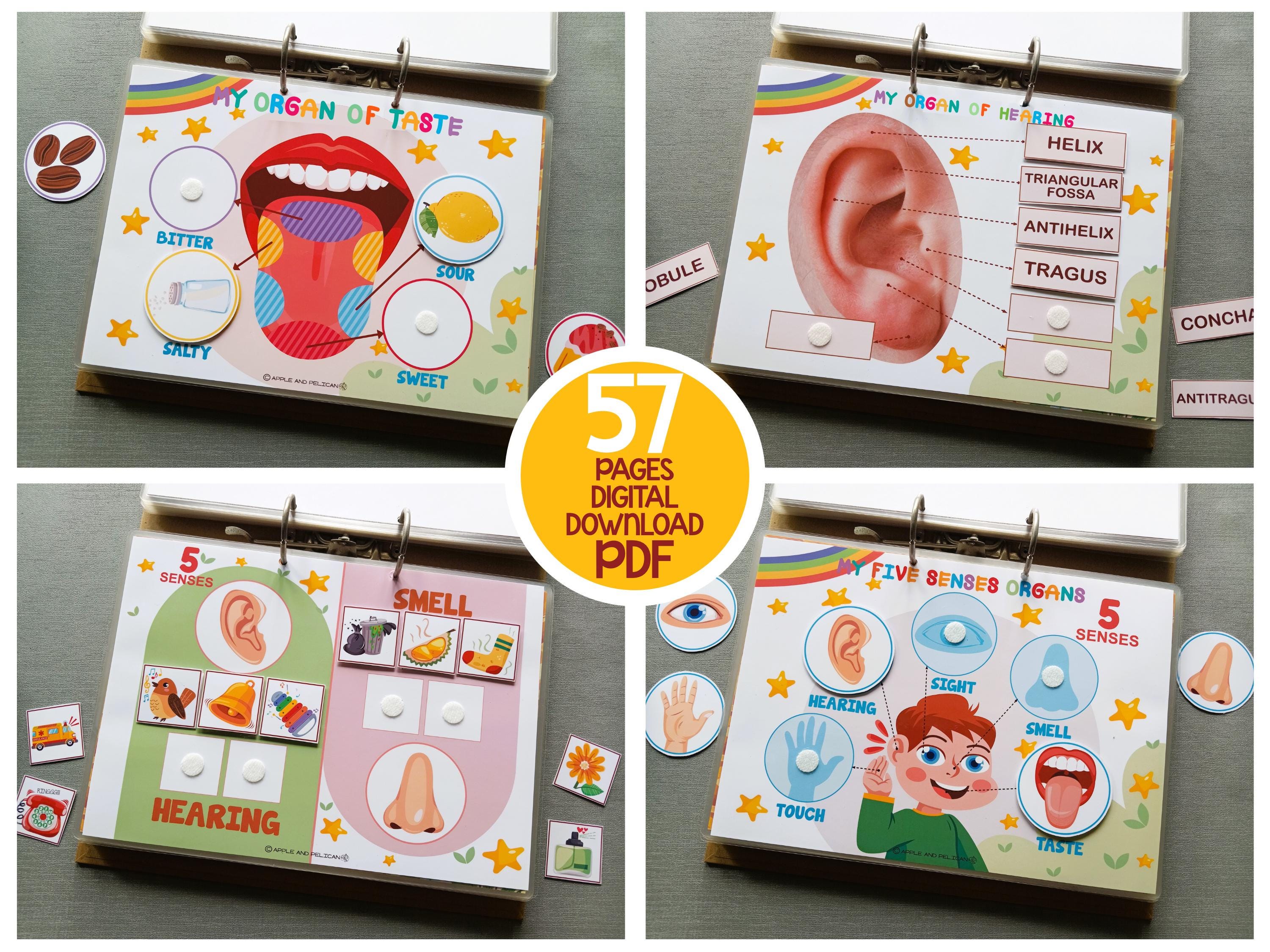 My Body Busy Book, Printable Toddler Learning Binder, Human Anatomy ...