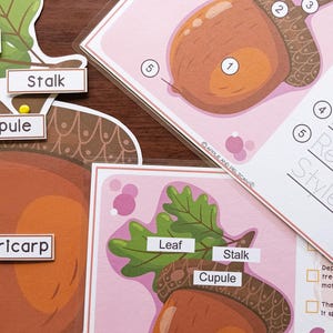 Acorn Anatomy Labeling Activity, Preschool Activity, Fall Activity ...