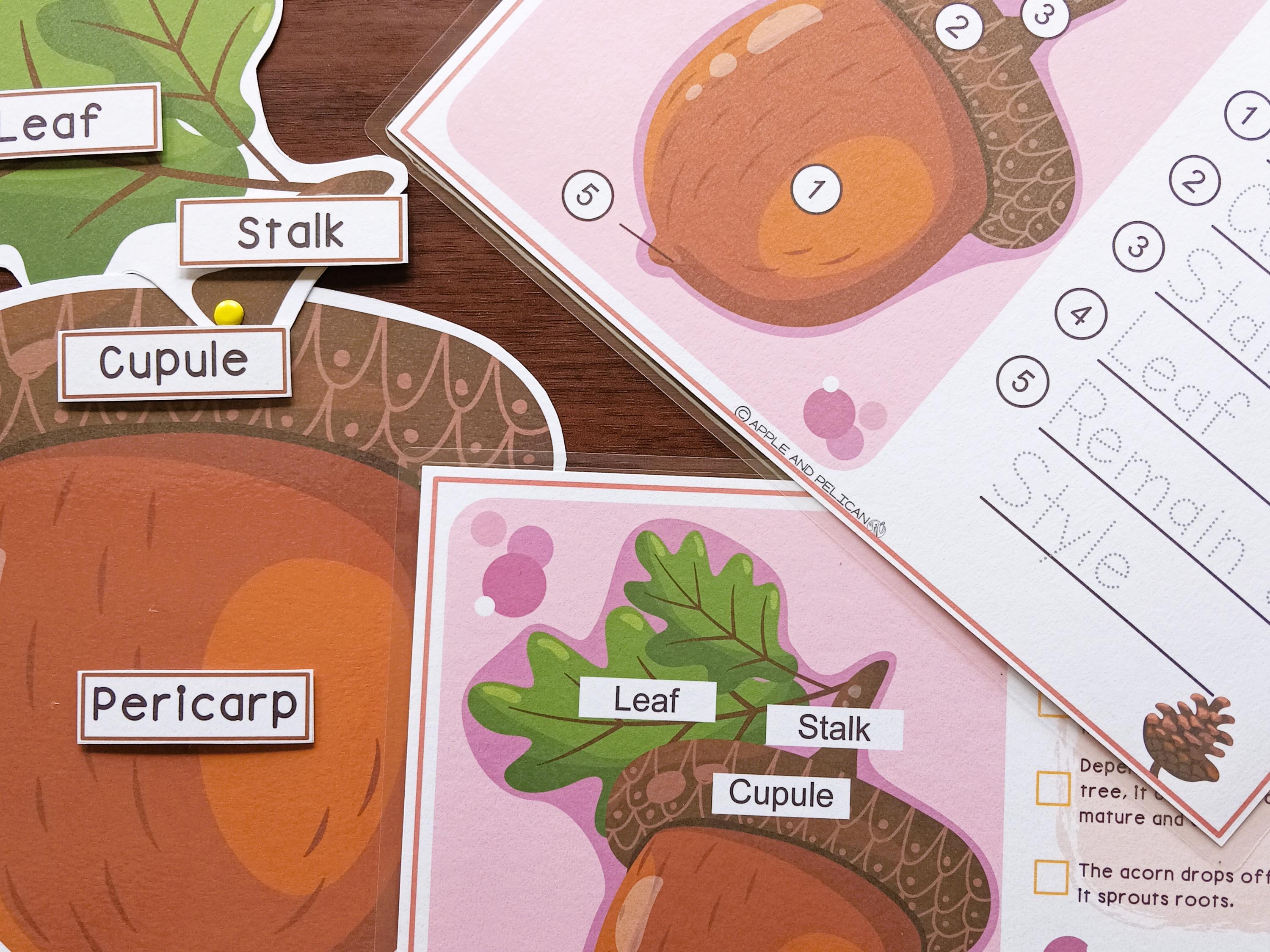 Acorn Anatomy Labeling Activity, Preschool Fall Activity, Parts of an ...