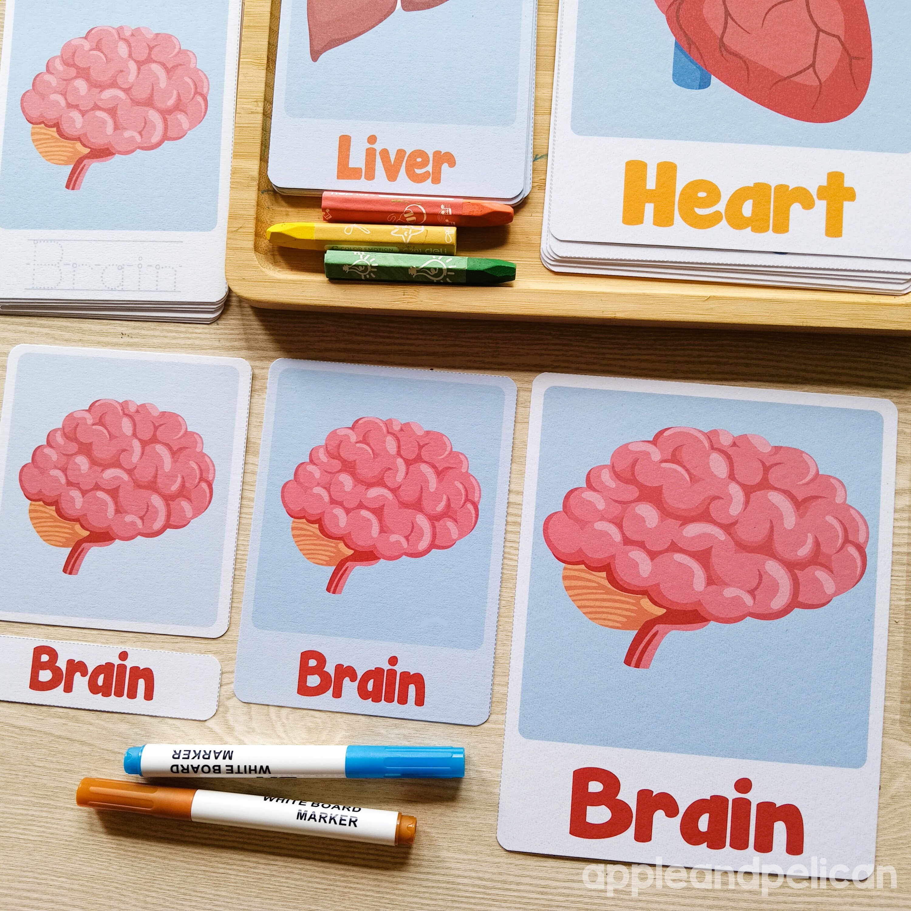 Human Organ Flashcards for Kids, Human Organ Fun Facts Preschool ...