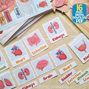 Human Anatomy Activity Unit, Printable Human Body Organ Matching ...
