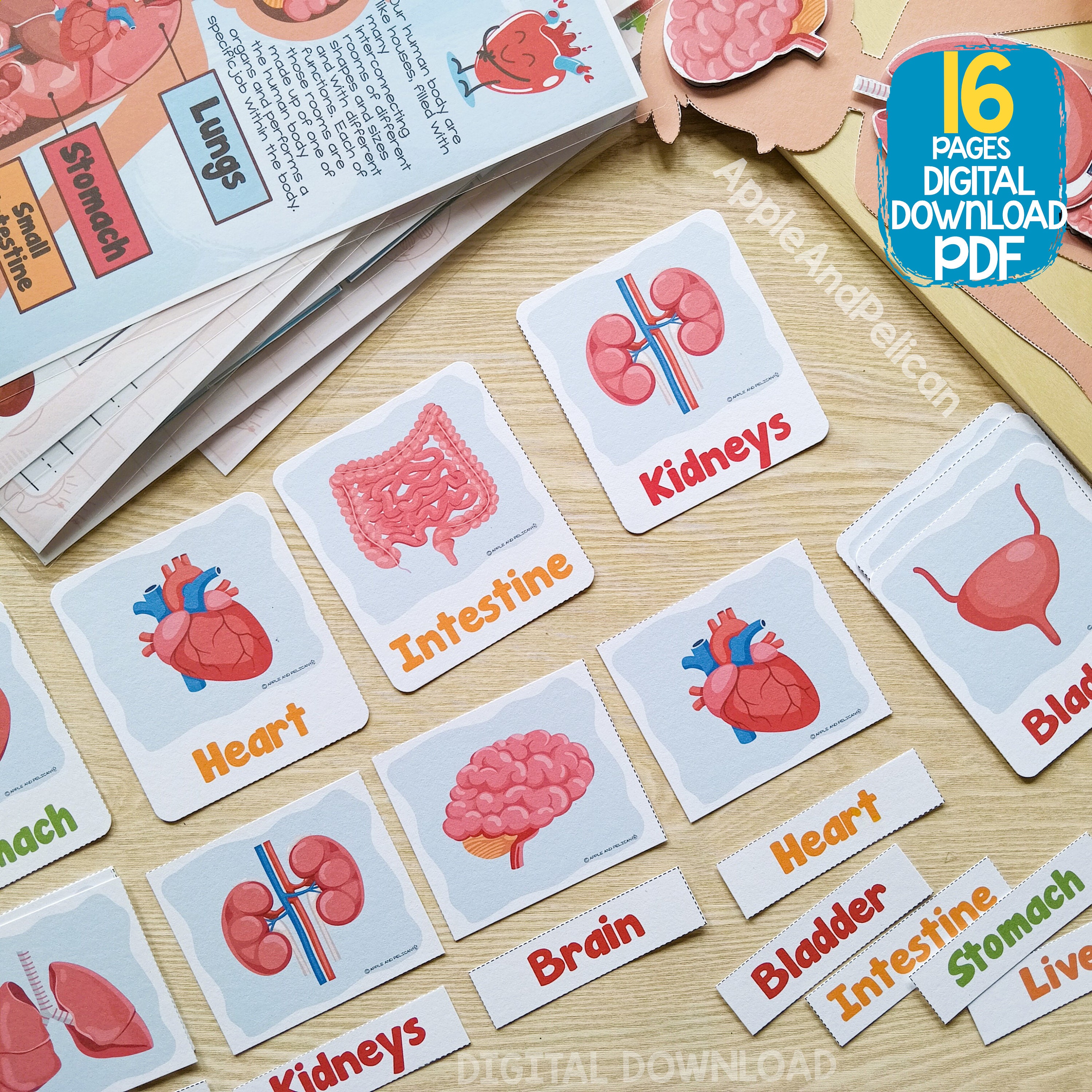 Human Anatomy Activity Unit, Printable Human Body Organ Matching ...