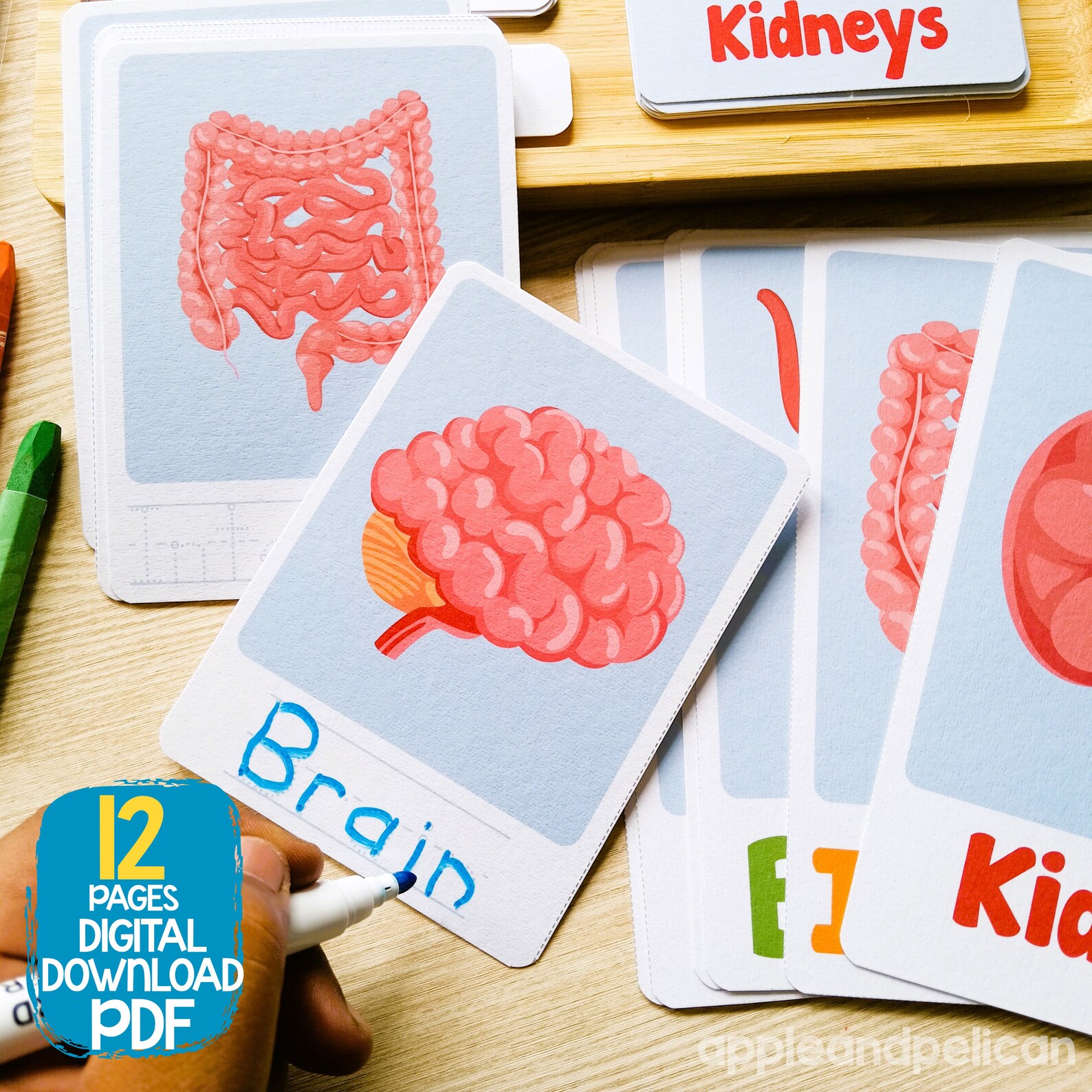 Human Organ Flashcards for Kids, Human Organ Fun Facts Preschool ...