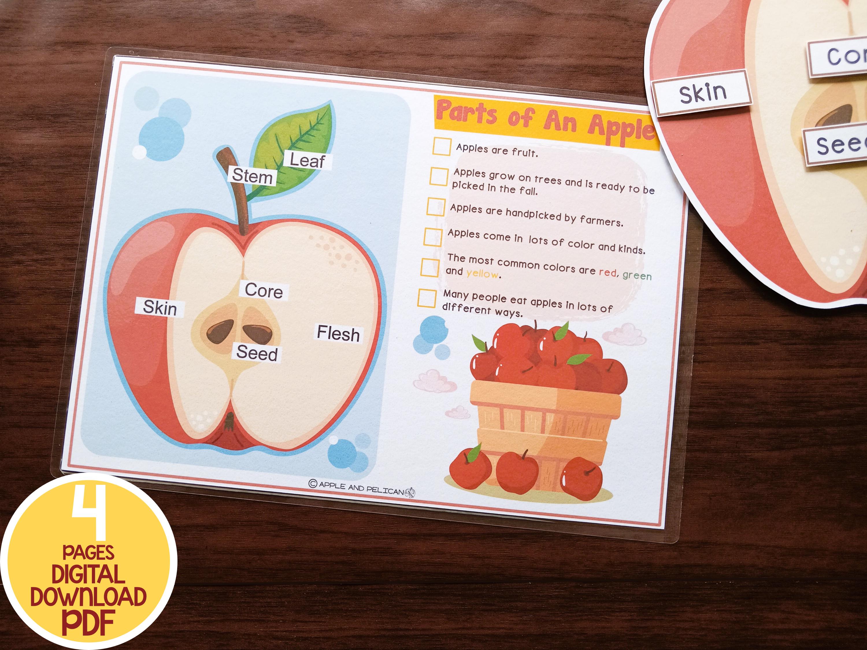 Apple Anatomy Activity, Preschool Labeling Activity, Fall Activity ...