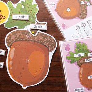 Acorn Anatomy Labeling Activity, Preschool Fall Activity, Parts of an ...