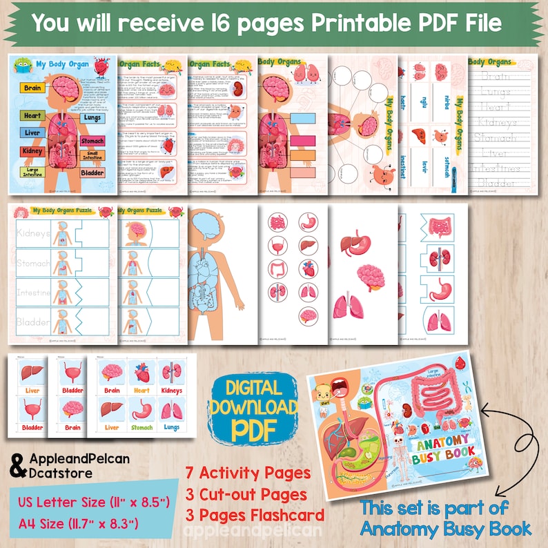 Human Anatomy Activity Unit, Printable Human Body Organ Matching ...