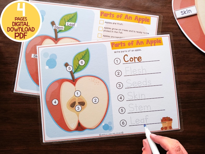 Apple Anatomy Activity, Preschool Labeling Activity, Fall Activity ...