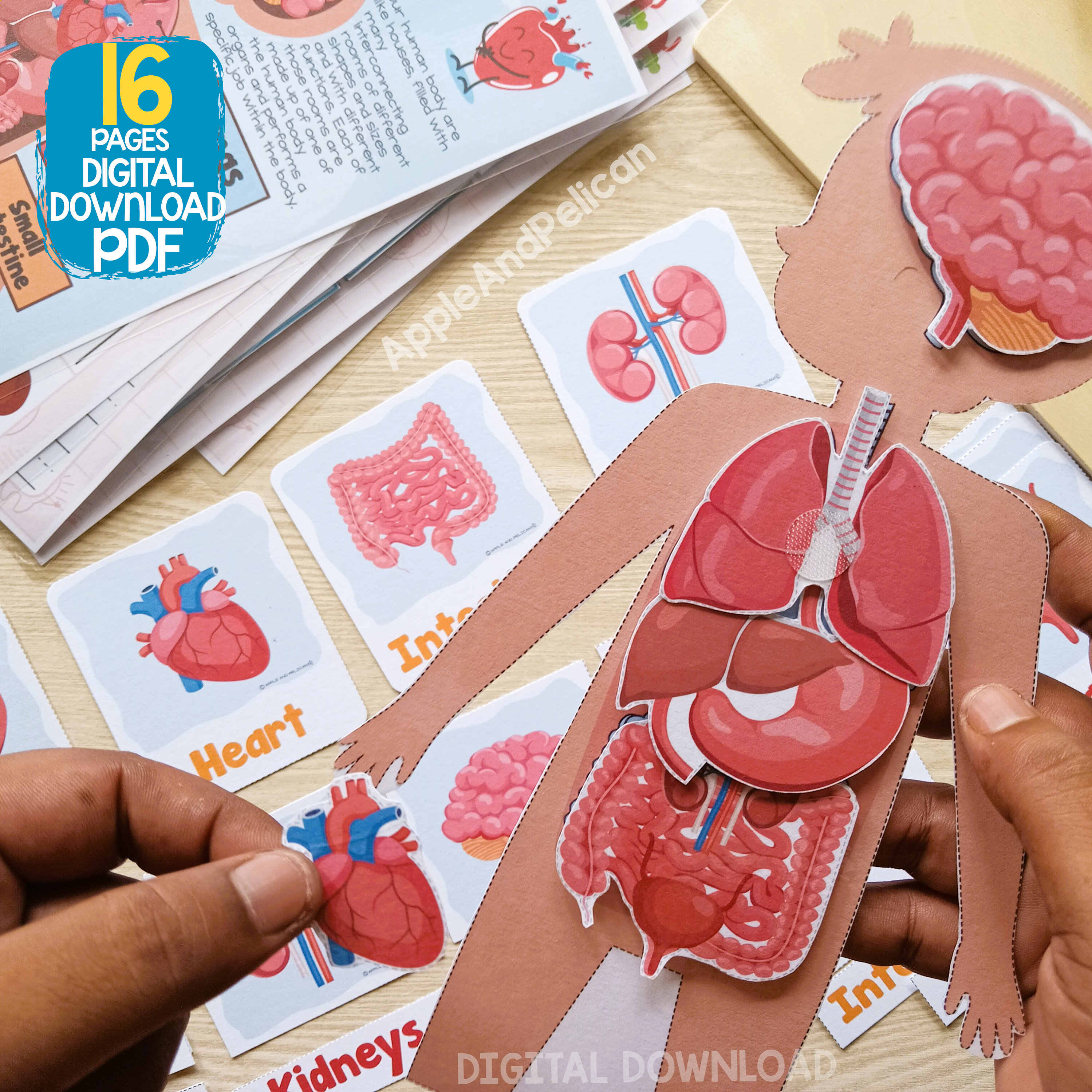 Human Anatomy Activity Unit, Printable Human Body Organ Matching ...