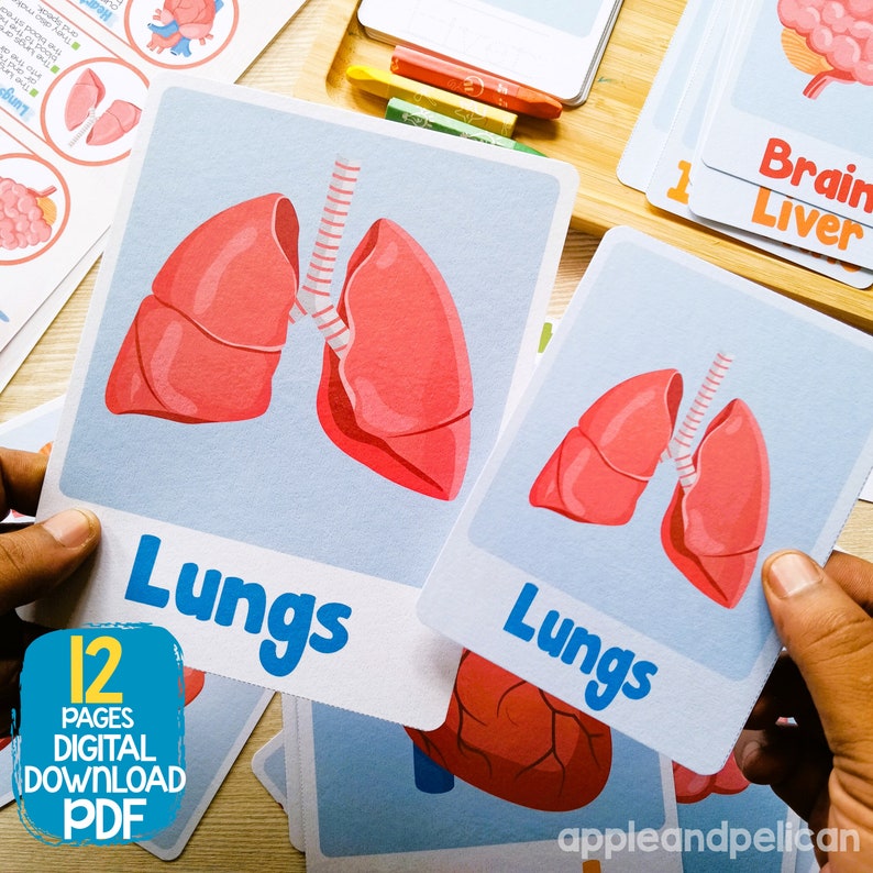 Human Organ Flashcards for Kids, Human Organ Fun Facts Preschool ...