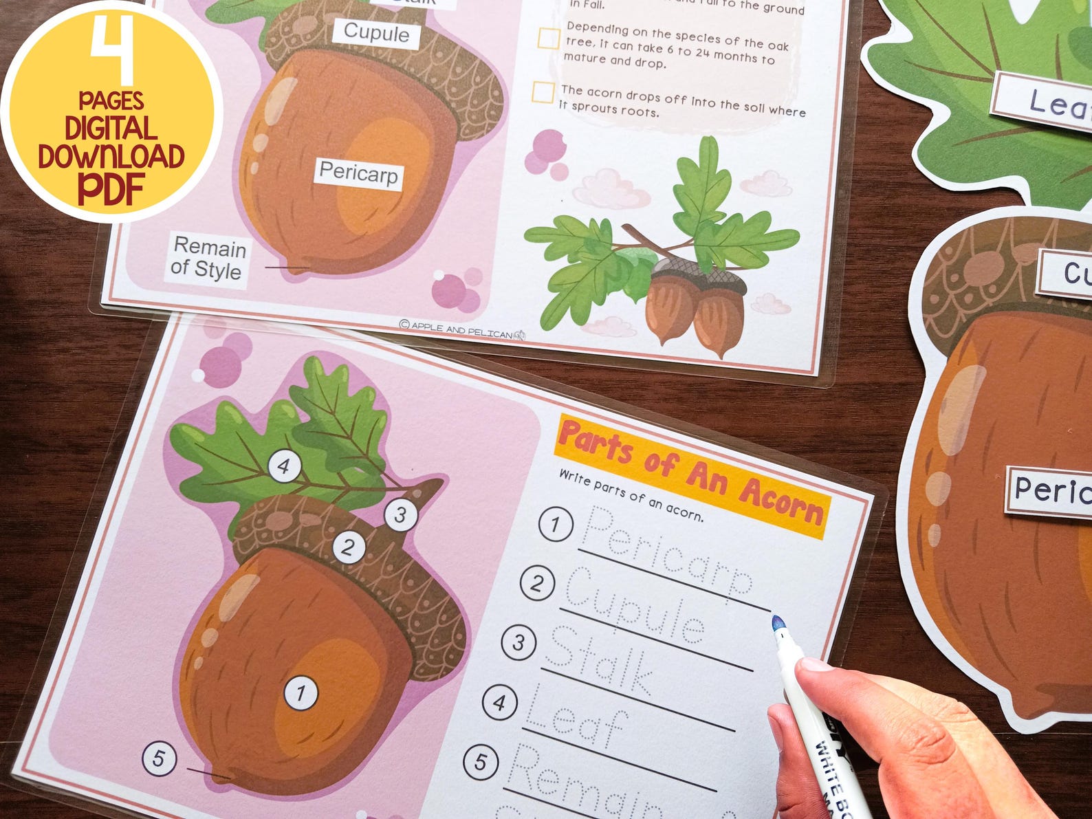 Acorn Anatomy Labeling Activity, Preschool Fall Activity, Parts of an ...