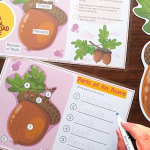 Acorn Anatomy Labeling Activity, Preschool Activity, Fall Activity ...