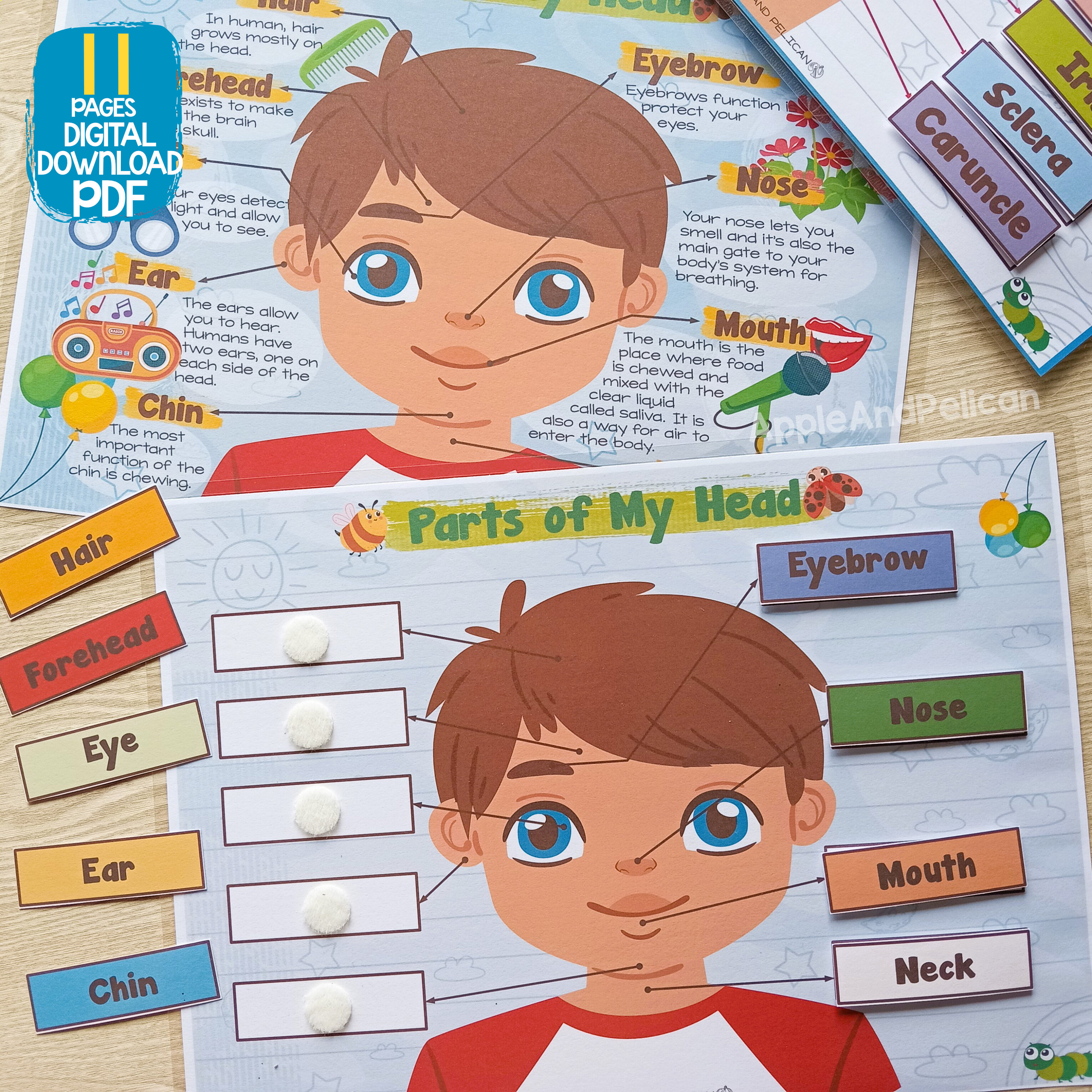 Face Parts Activity Bundle, Boy Part of Face Learning Binder Printable ...