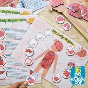 Human Anatomy Activity Unit, Printable Human Body Organ Matching ...
