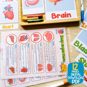 Human Organ Flashcards for Kids, Human Organ Fun Facts Preschool ...