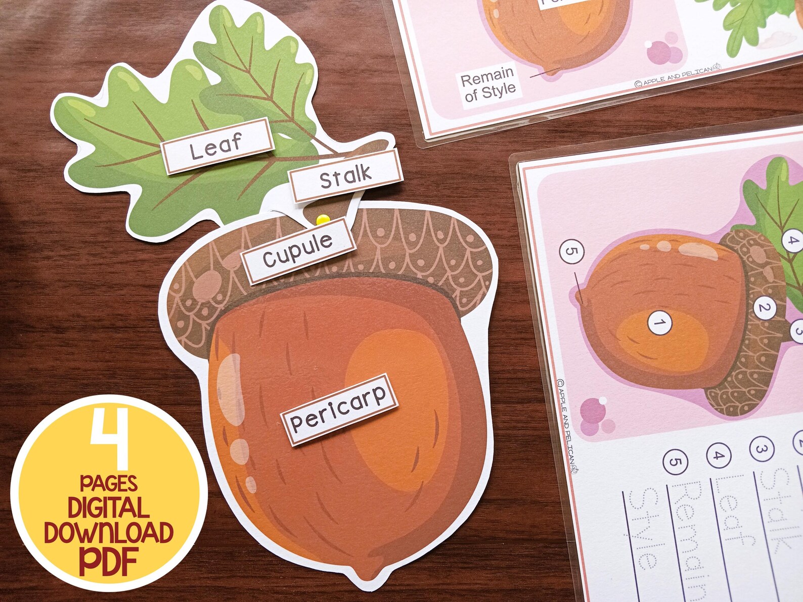 Acorn Anatomy Labeling Activity, Preschool Activity, Fall Activity ...
