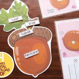 Acorn Anatomy Labeling Activity, Preschool Activity, Fall Activity ...