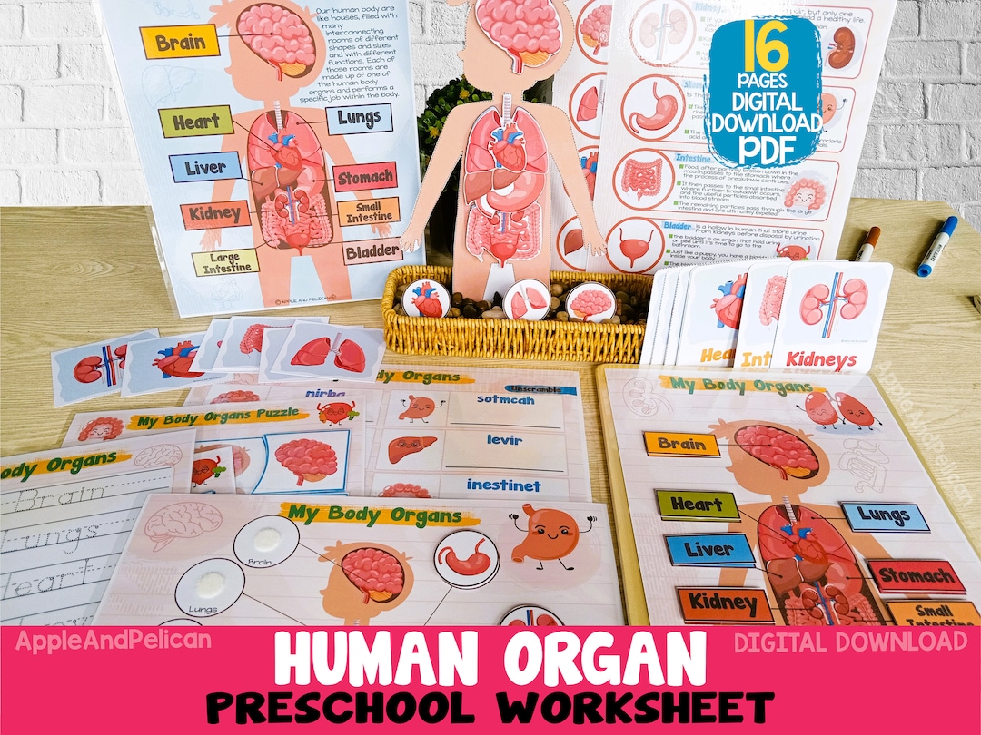 Human Anatomy Activity Unit, Printable Human Body Organ Matching ...