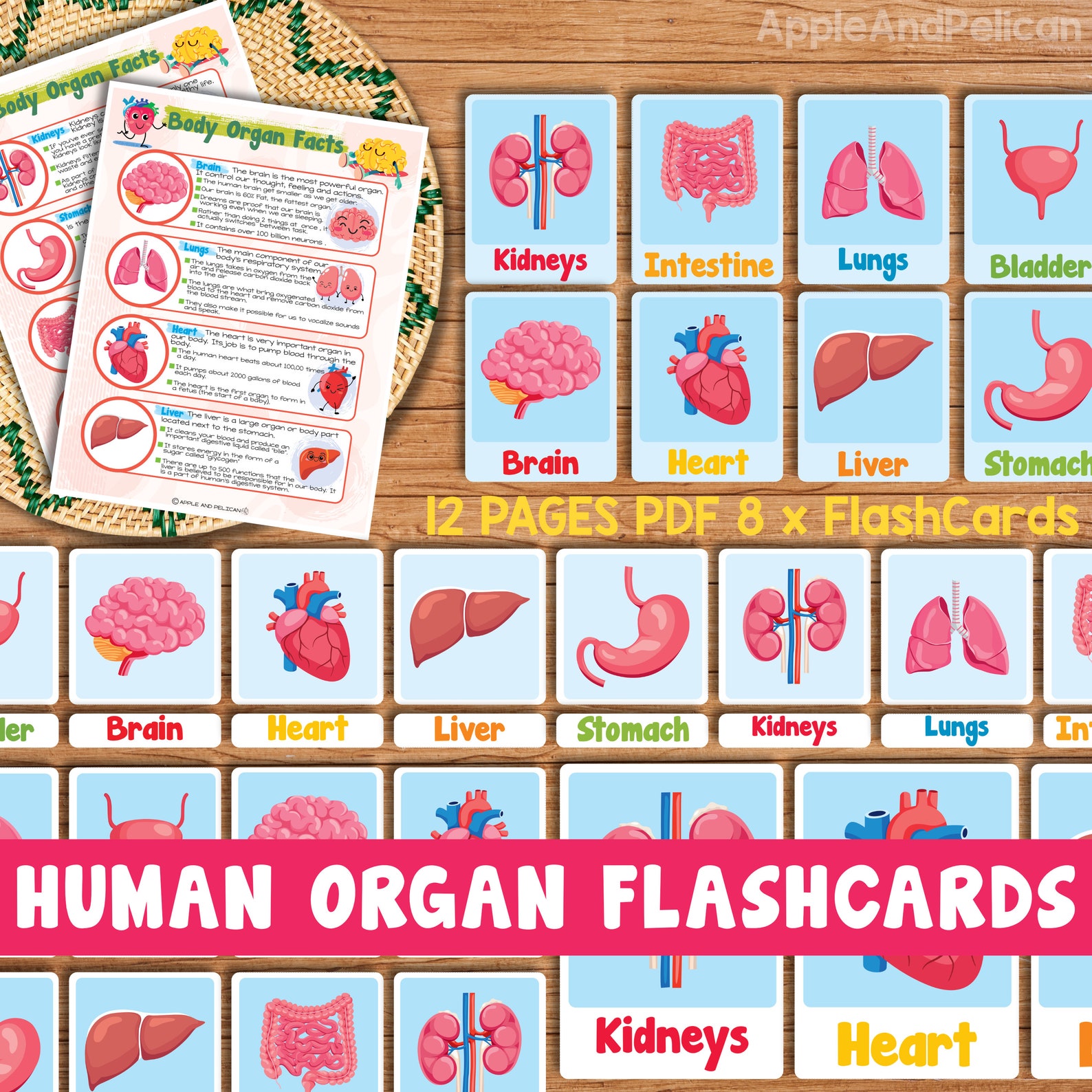 Human Organ Flashcards for Kids, Human Organ Fun Facts Preschool ...