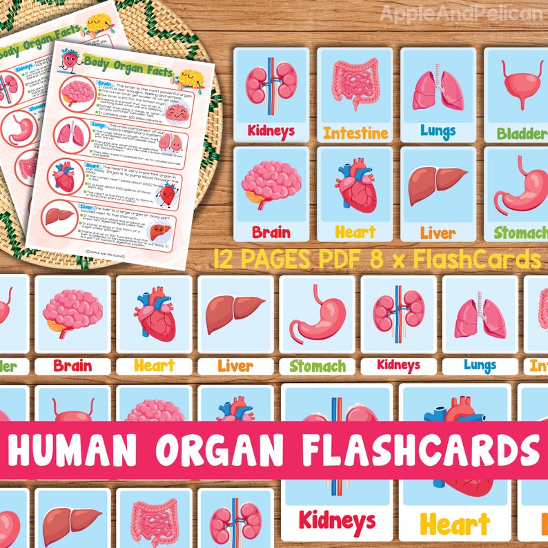 Human Organ Flashcards for Kids, Human Organ Fun Facts Preschool ...