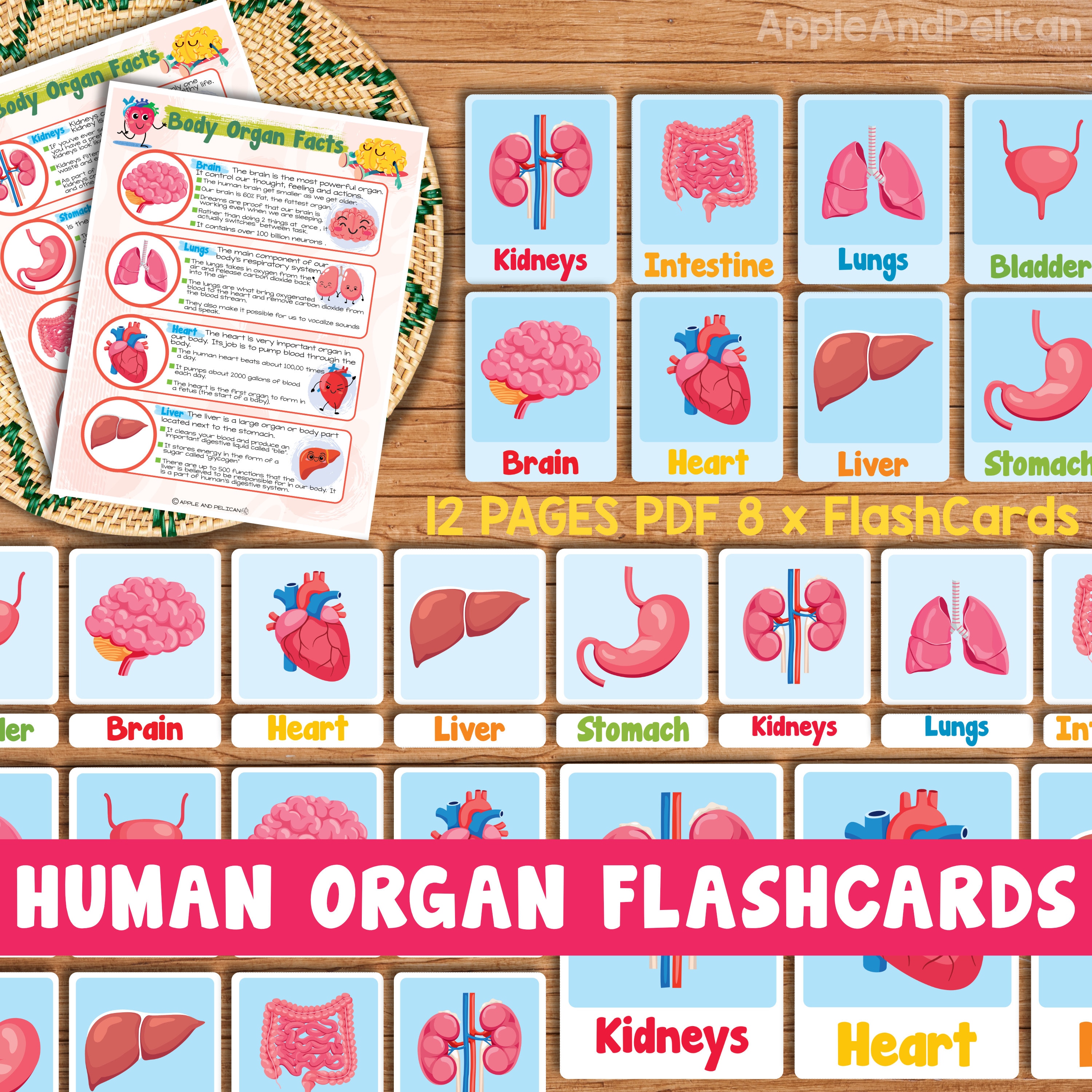 Human Organ Flashcards for Kids, Human Organ Fun Facts Preschool ...
