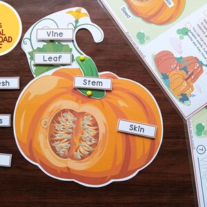 Pumpkin Anatomy Labeling Activity, Preschool Activity, Fall Activity ...