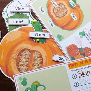 Pumpkin Anatomy Labeling Activity, Preschool Activity, Fall Activity ...