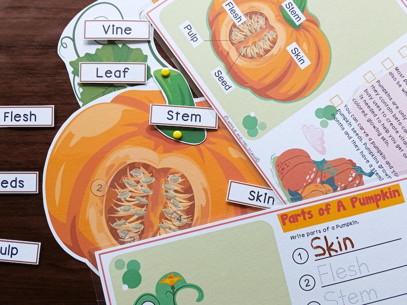 Pumpkin Anatomy Labeling Activity, Preschool Activity, Fall Activity ...