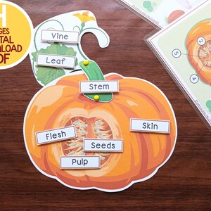 Pumpkin Anatomy Labeling Activity, Preschool Activity, Fall Activity ...