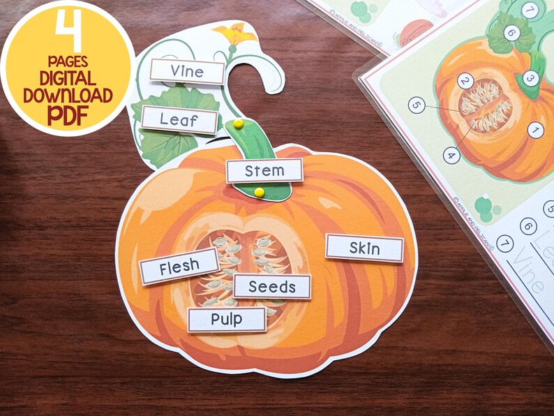 Actividad de etiquetado de la anatomía de la calabaza, actividad ...