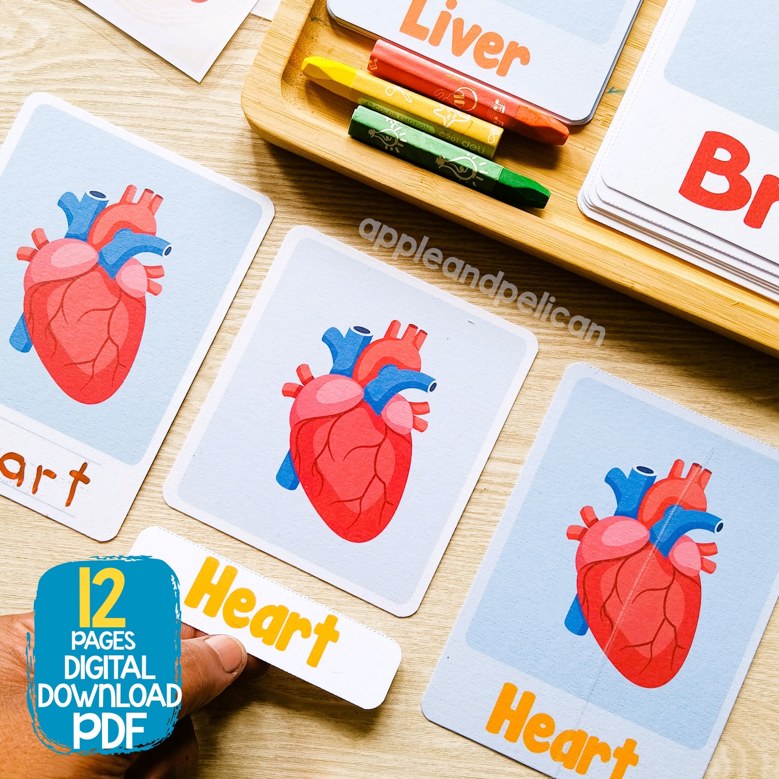 Human Organ Flashcards for Kids, Human Organ Fun Facts Preschool ...