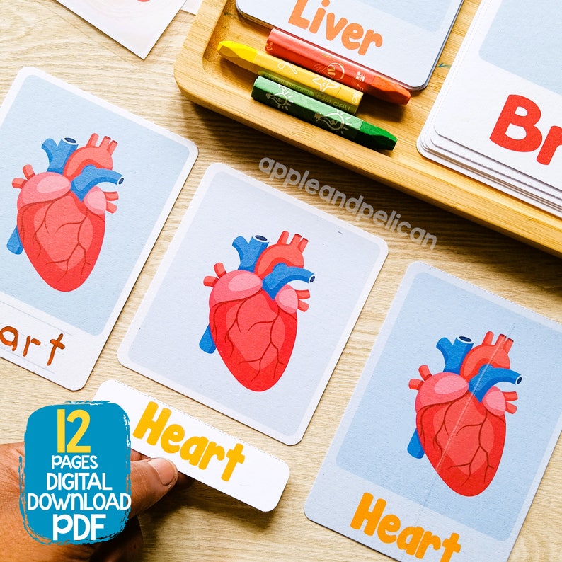 Human Organ Flashcards for Kids, Human Organ Fun Facts Preschool ...