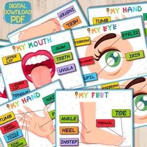 Body Parts Name Matching Learning Game Activity Printable Preschool ...
