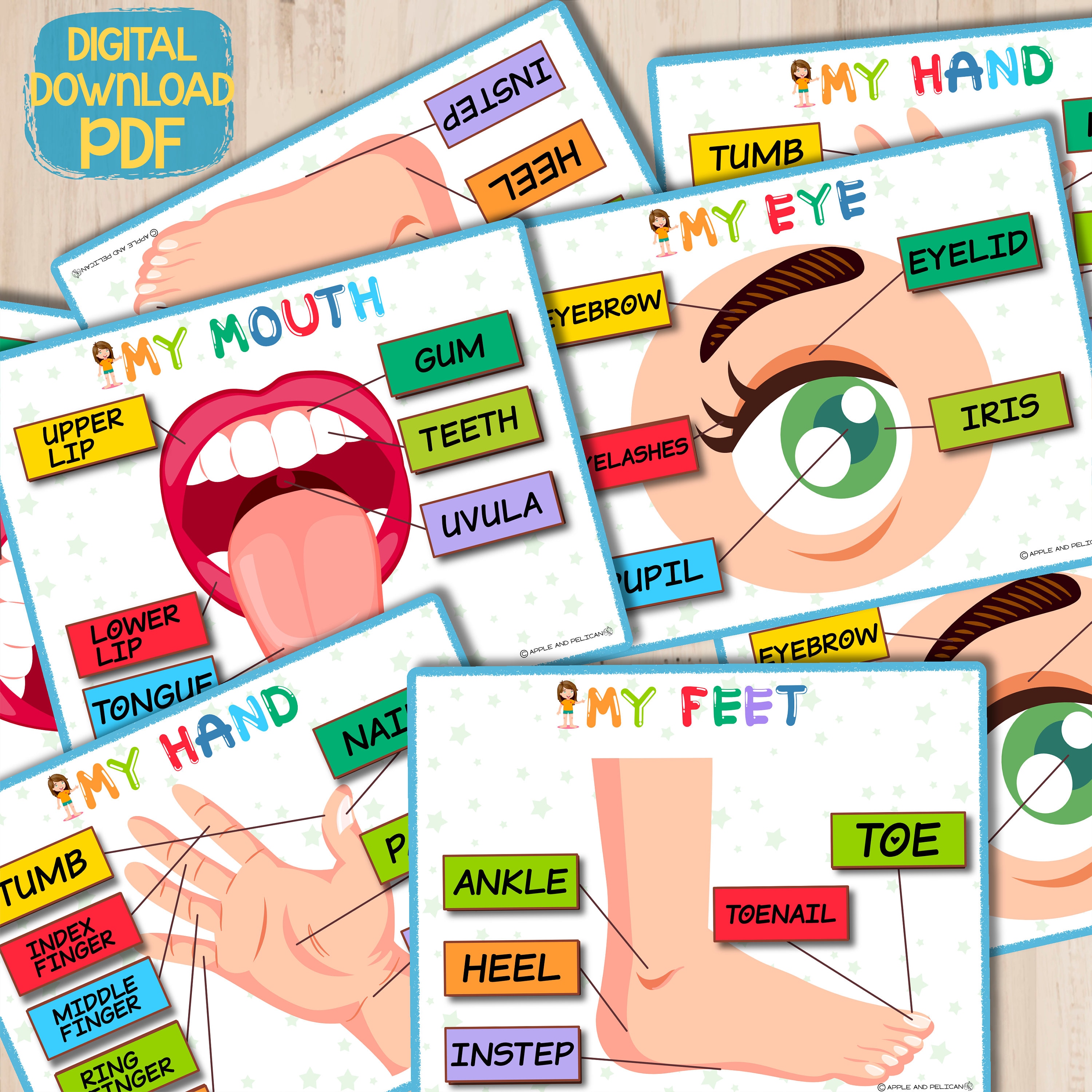 Body Parts Name Matching Learning Game Activity Printable Preschool ...