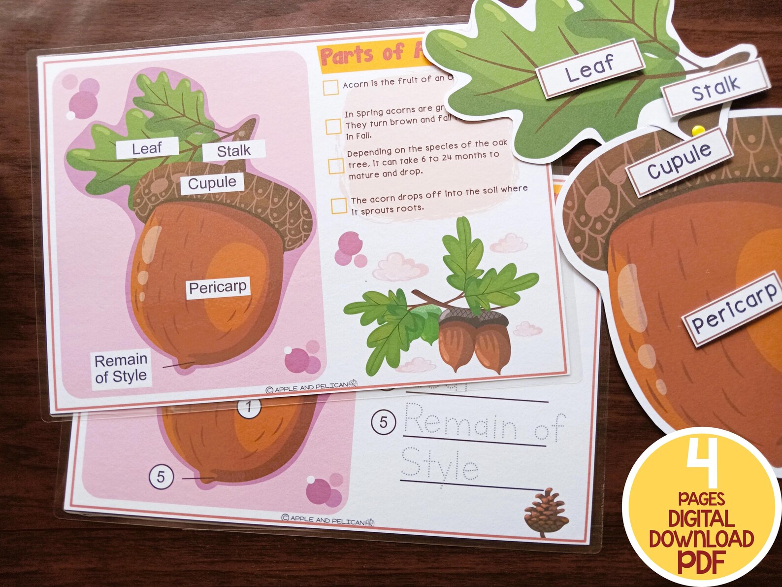 Acorn Anatomy Labeling Activity, Preschool Fall Activity, Parts of an ...