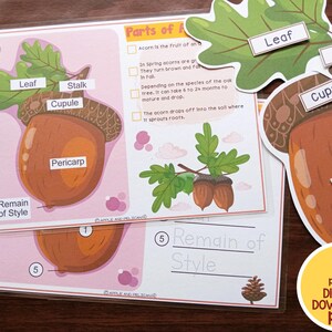 Acorn Anatomy Labeling Activity, Preschool Fall Activity, Parts of an ...