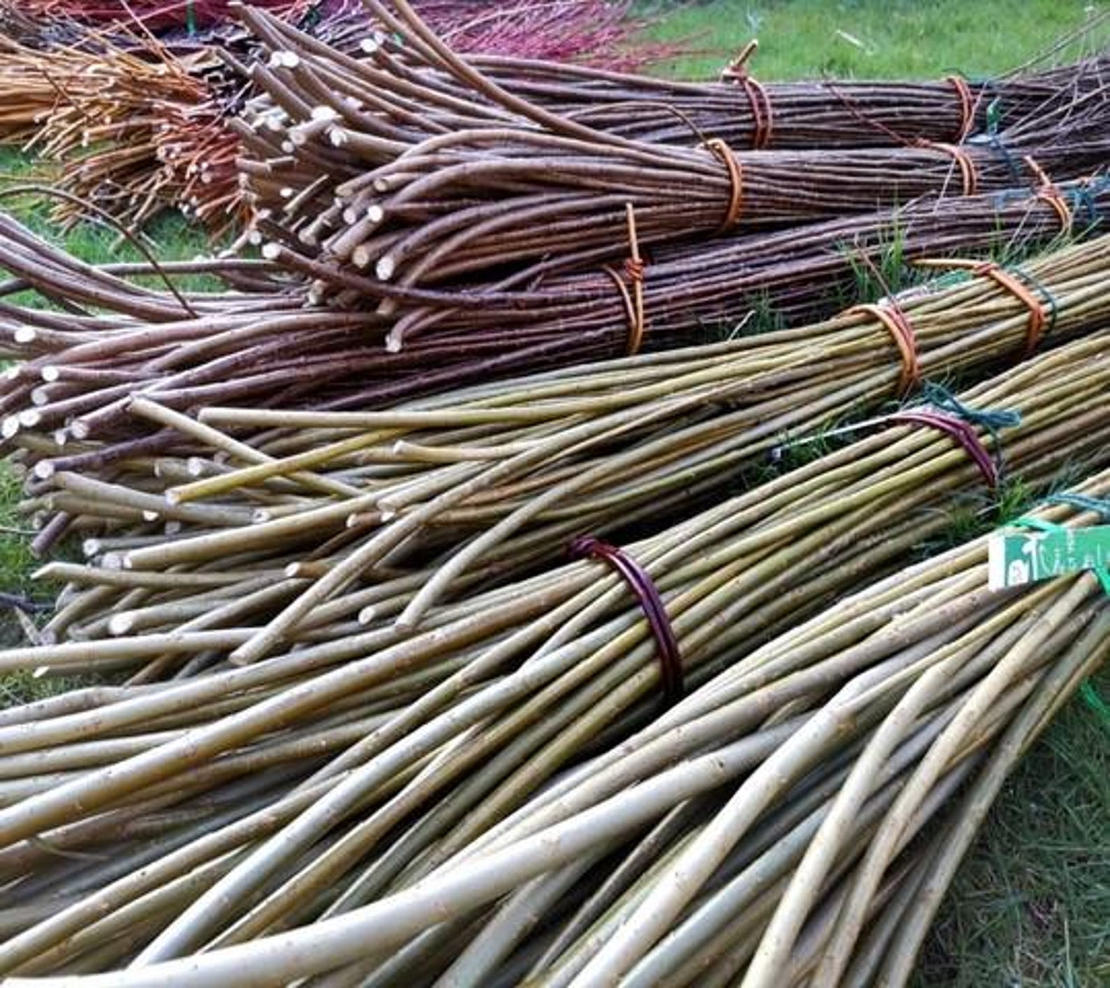 30 X 2ft Willow Whips. Salix. Fast Growing. Hedging. Weaving. Living Structure - Etsy UK