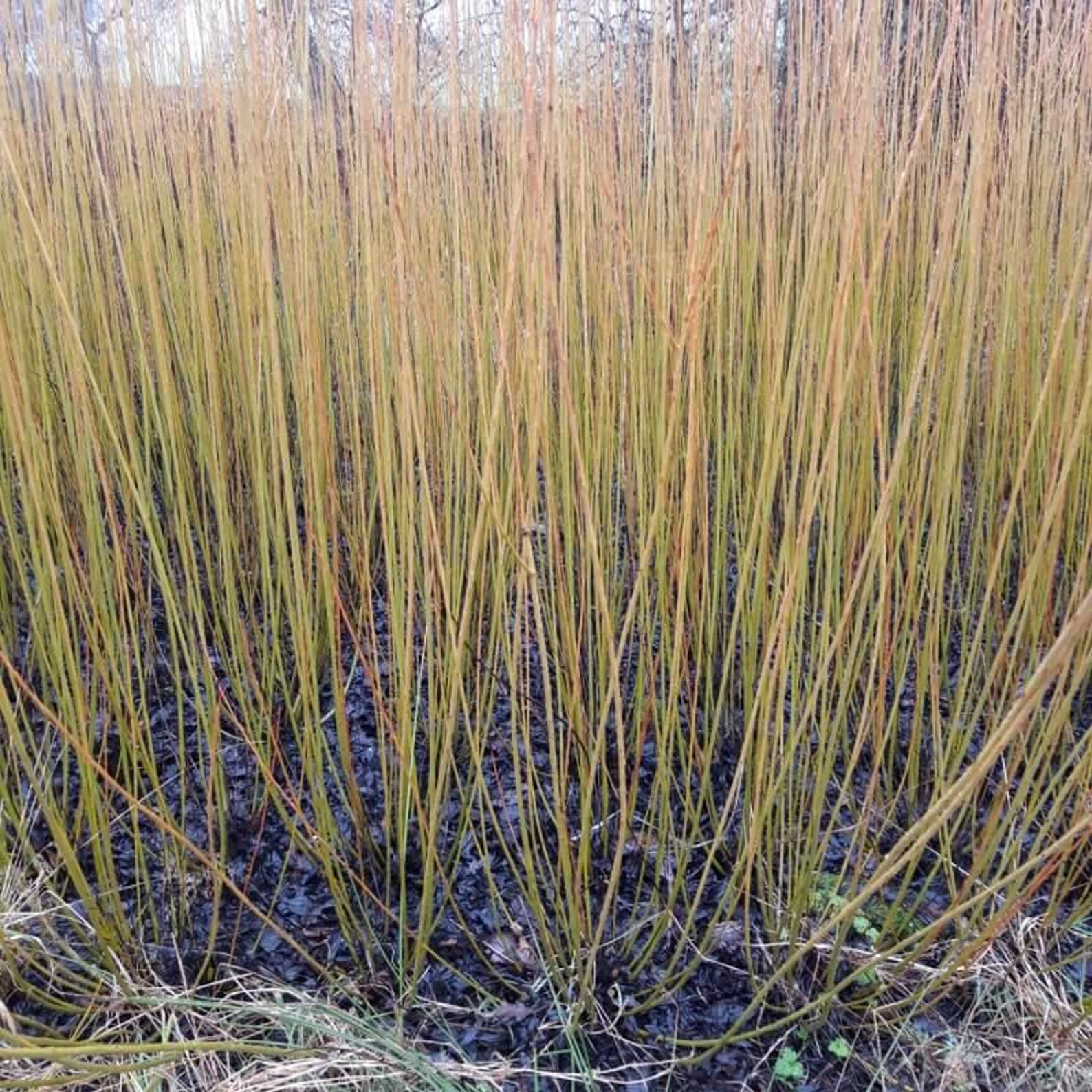 30 X 2ft Willow Whips. Salix. Fast Growing. Hedging. Weaving. Living Structure - Etsy UK