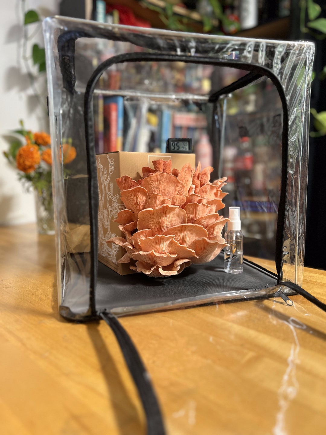 Mushroom Grow Tent Full Set With a Grow Kit - 1x Choose Any Grow Kit ...