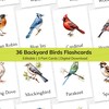 North American Backyard Birds Flash Cards. Printable Learning Materials ...
